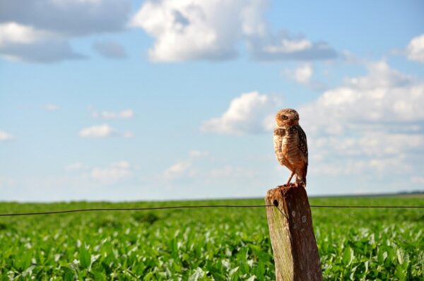 Qual é a Contribuição do Agro Para a Cultura? A Gente Conta Aqui ...